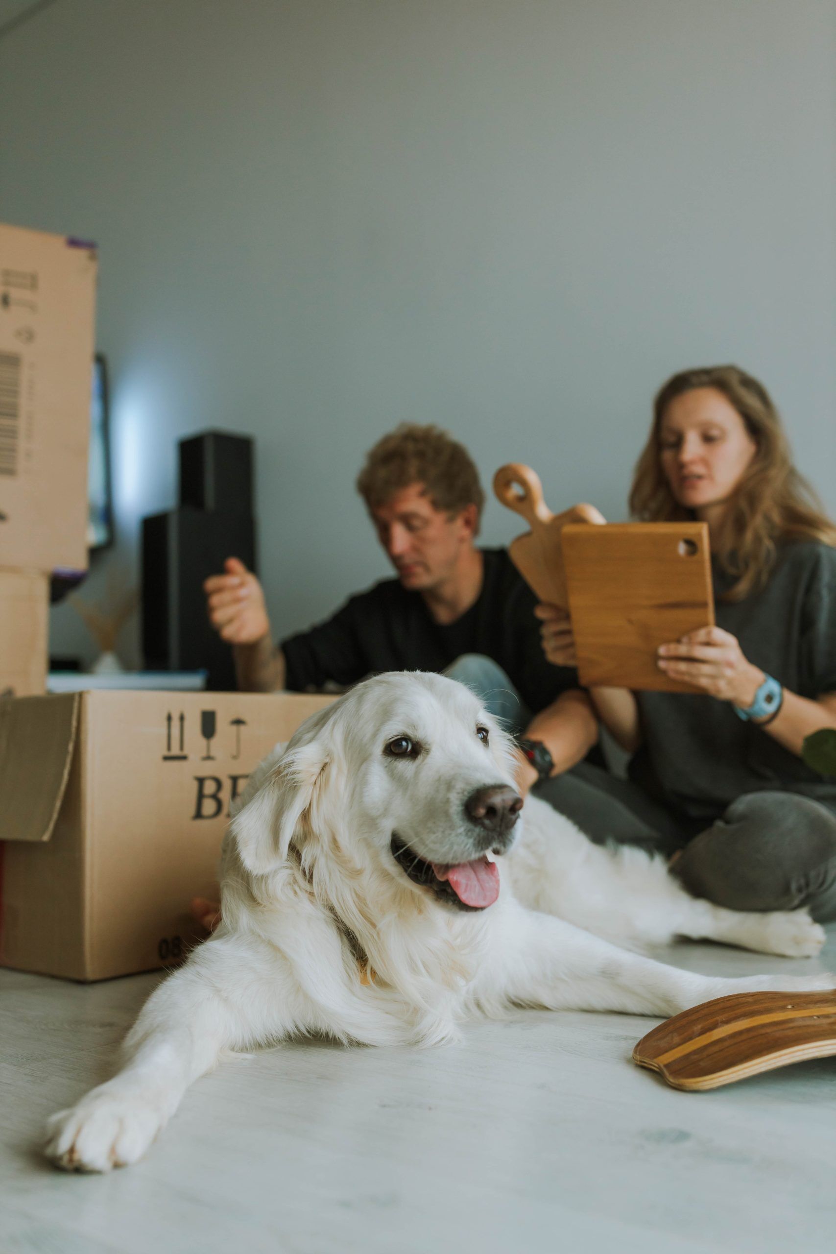 How To: Moving With Dogs • UniMovers