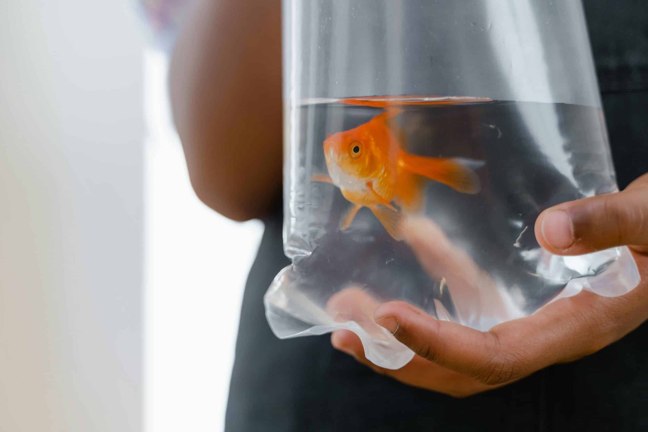 How To Safely Transport Your Fish When You Move • UniMovers
